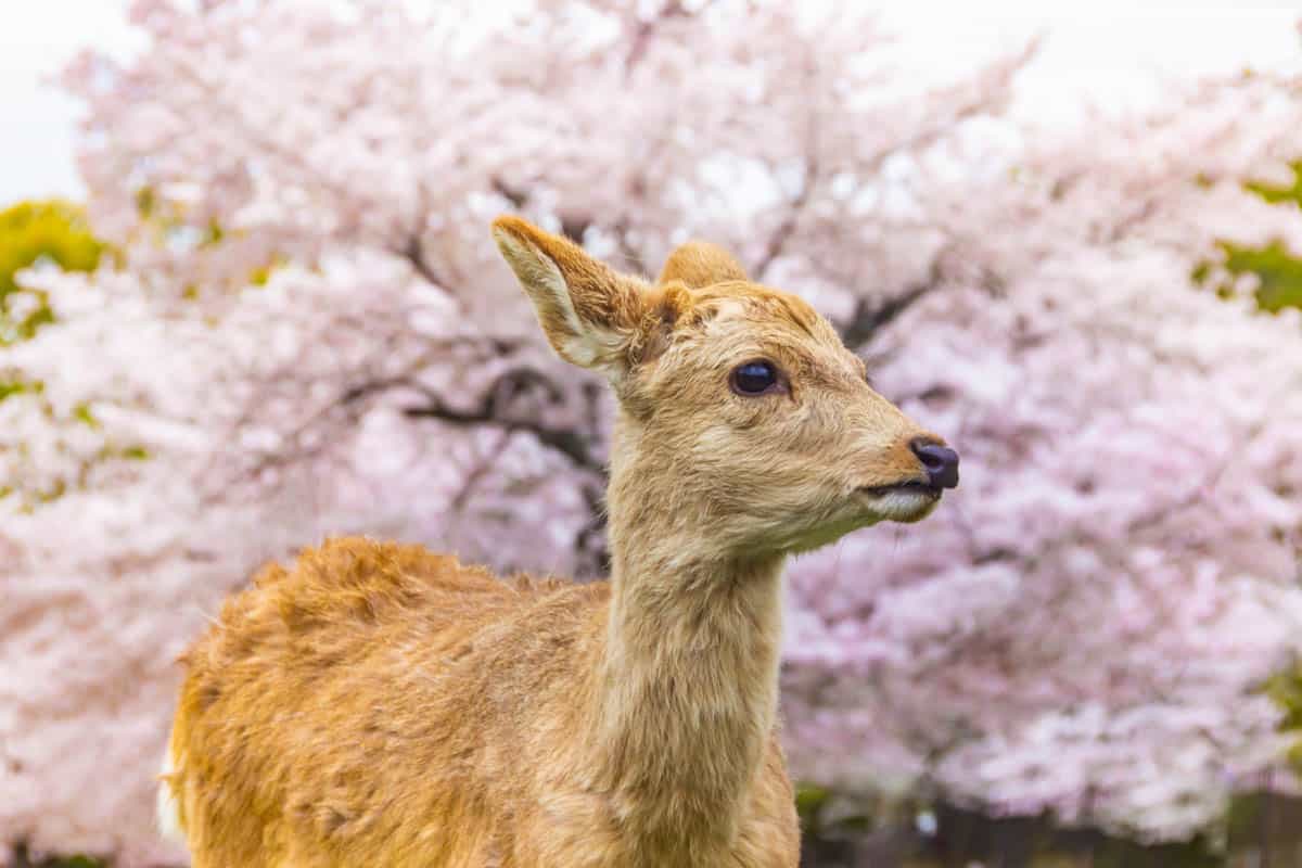 Nara Park, Nara, Japan (奈良公園)
